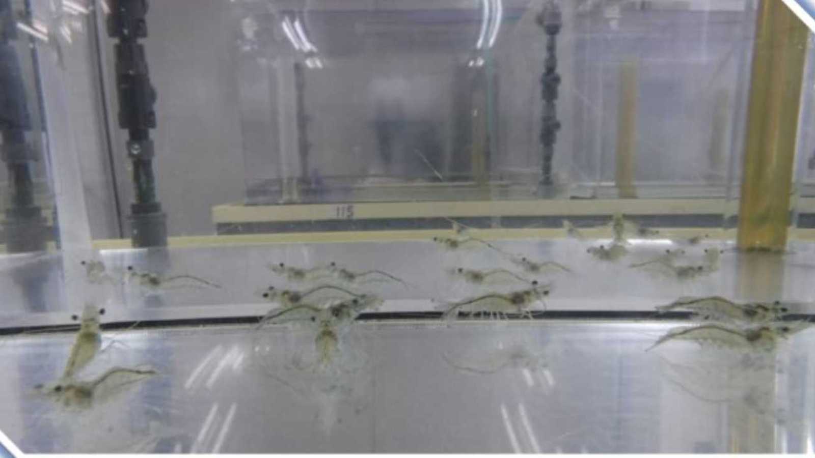 経理業務をサポートください！閉鎖循環型陸上養殖の特許技術をもつスタートアップ企業へサンカク！ by ShrimpTech JIRCAS株式会社 │ サンカク｜ふるさと副業
