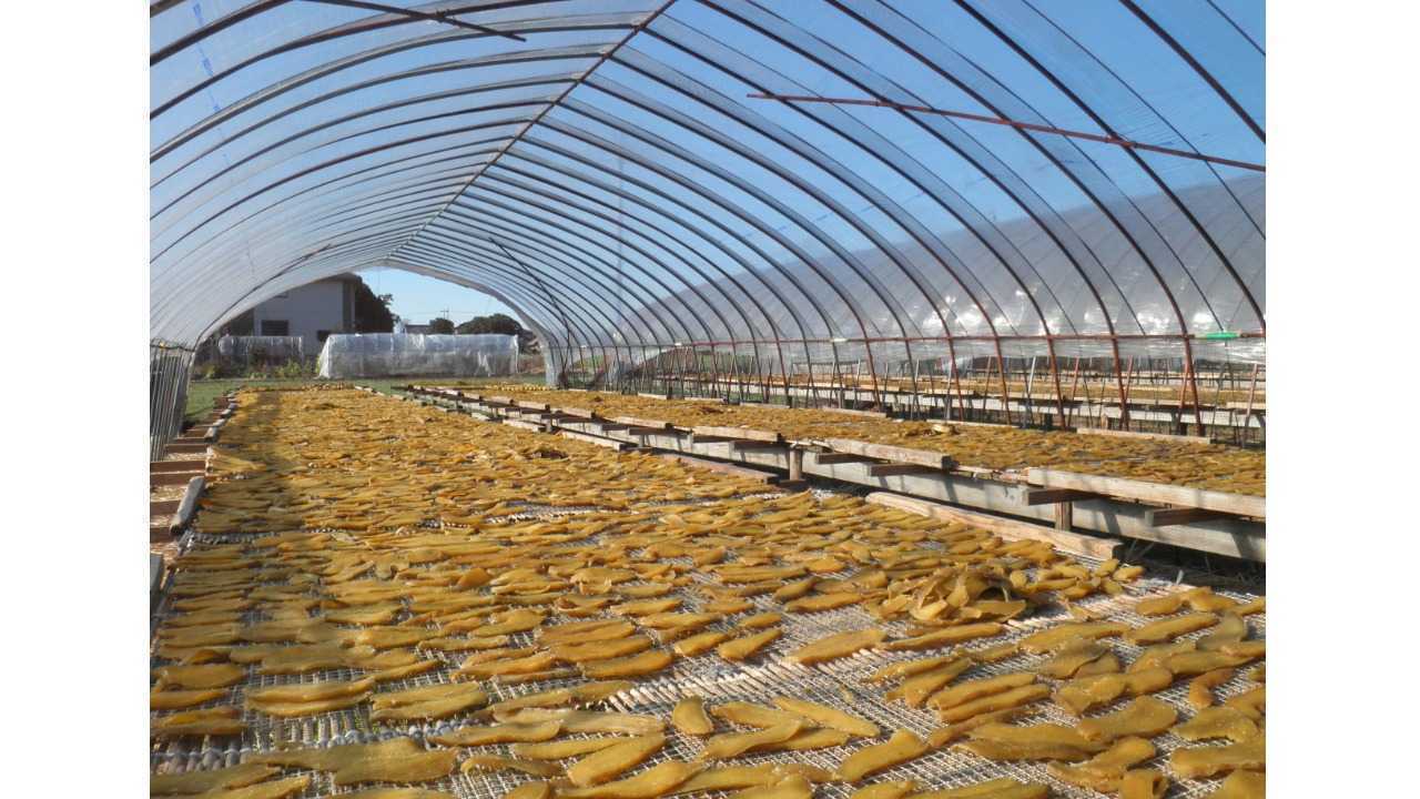 【副業未経験者歓迎】【干し芋の魅力言語化】タツマの干し芋を全国へ広げたい なぜ干し芋が食べたくなるのか？を本気で考える by 株式会社タツマ ...